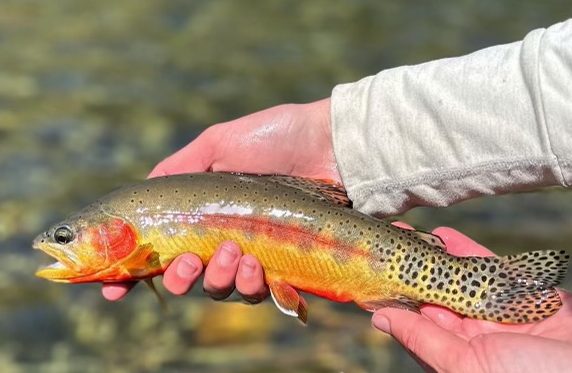 Beavers Bend Fly Fishing Guide Service | Beavers Bend Fly Shop